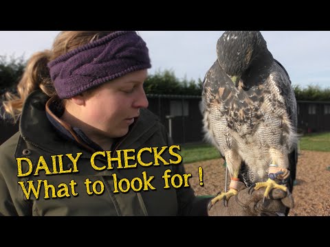 Falconry Basics | Daily Checks & Basic Handling