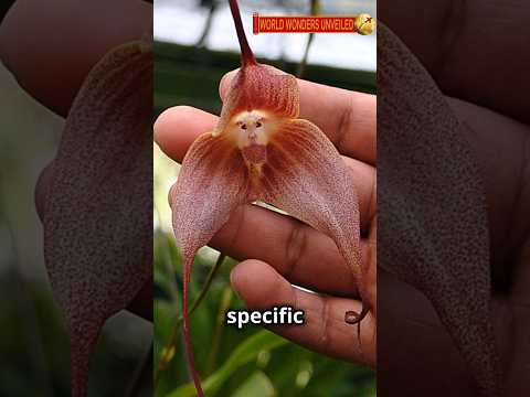 Dracula simia: The Monkey Orchid Unveiled #facts #plants #nature #wildlife #orchid
