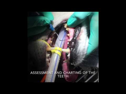 Canine dental charting and cleaning procedure- sneak peak as to how it's done.