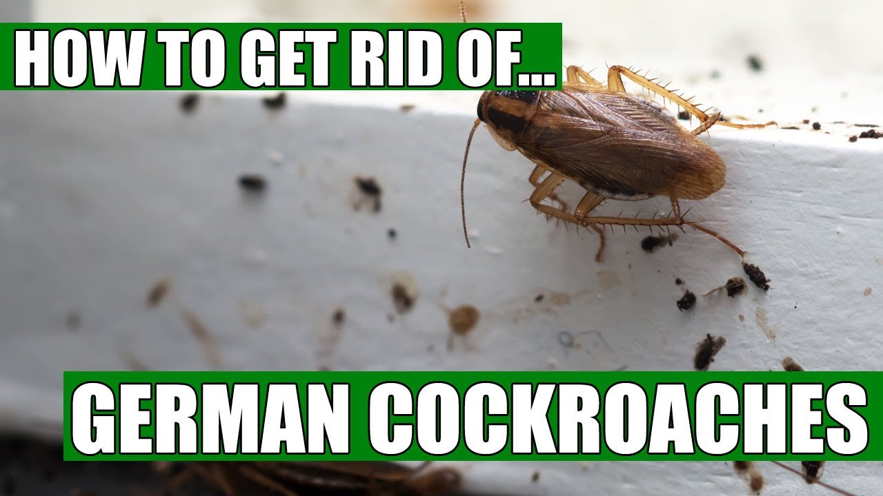 How To Get Rid Of German Cockroaches Guaranteed (4 Easy Steps)