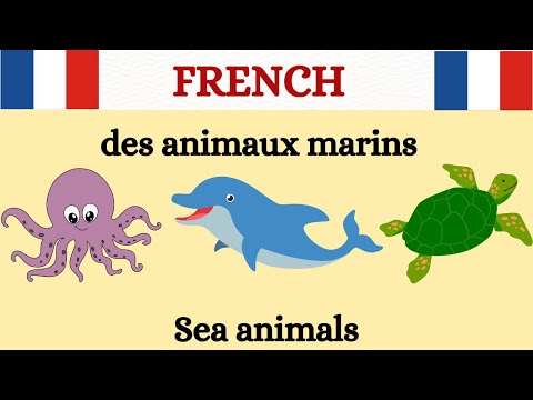 Sea Animals in French | Les animaux marins | Easy French Sentences for Beginners