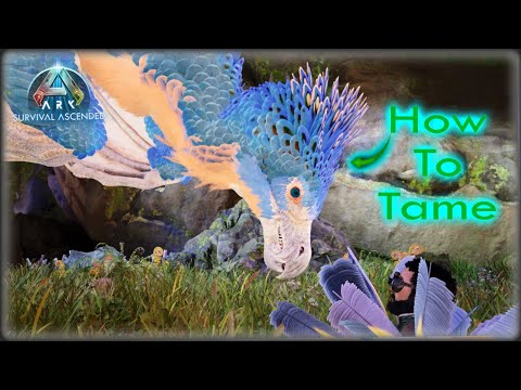 How to Tame the NEW Yi Ling in under 3 Minutes!!