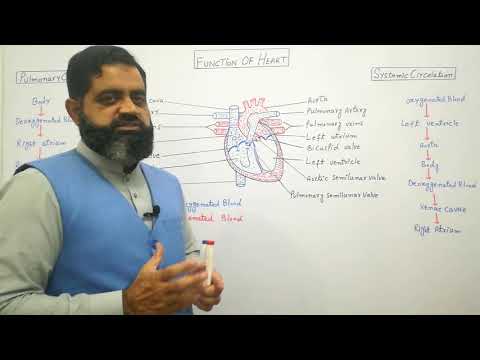 Function of Heart Urdu /Hindi medium @prof.masoodfuzail#physiologyofheart #heart#human humanheart