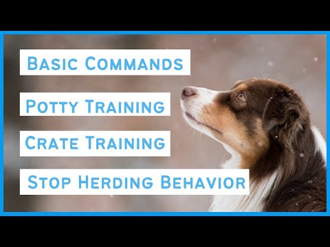 Training an Australian Shepherd - Basic commands, Potty & Crate Training, Minimize Herding Behavior