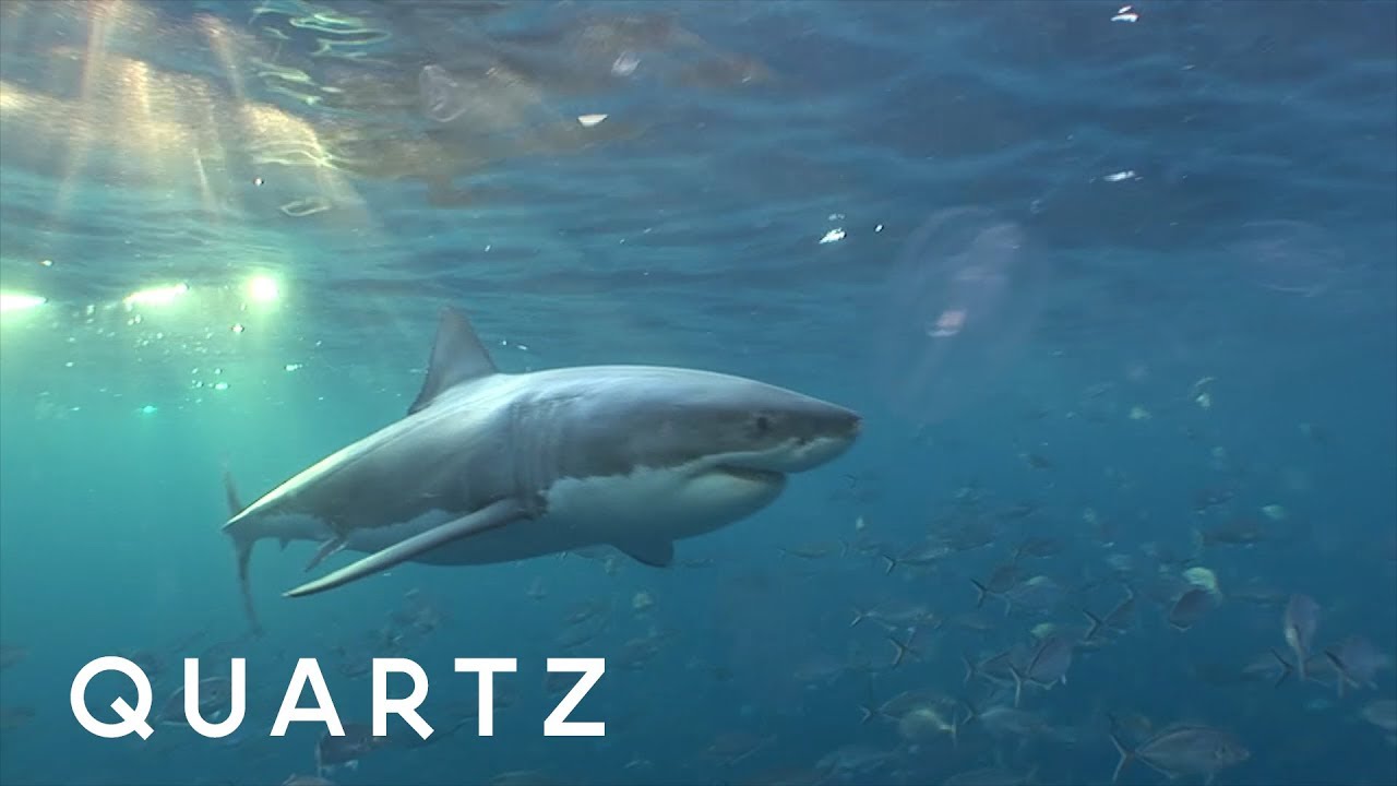 We don't know why sharks bite people
