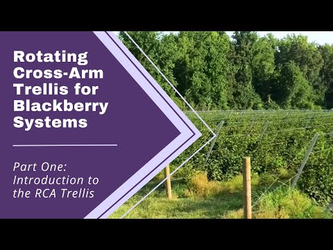 RCA Trellis for Blackberry Systems Series | Part 1: Introduction to the RCA Trellis