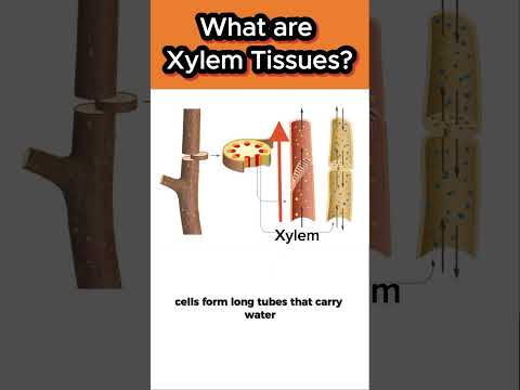 What are xylem tissues