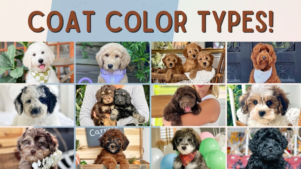 Coat Color Types! | Coffee Chat | Ep 26