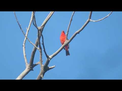 summer tanager in Corrales