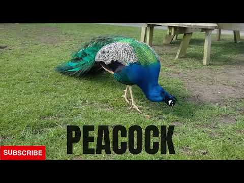 Learn All About Animal Names with The Kids' Family! start from "P" #thekidsfamily #animalseries