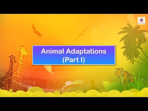 Animal Adaptations | Science Video For Kids | Periwinkle