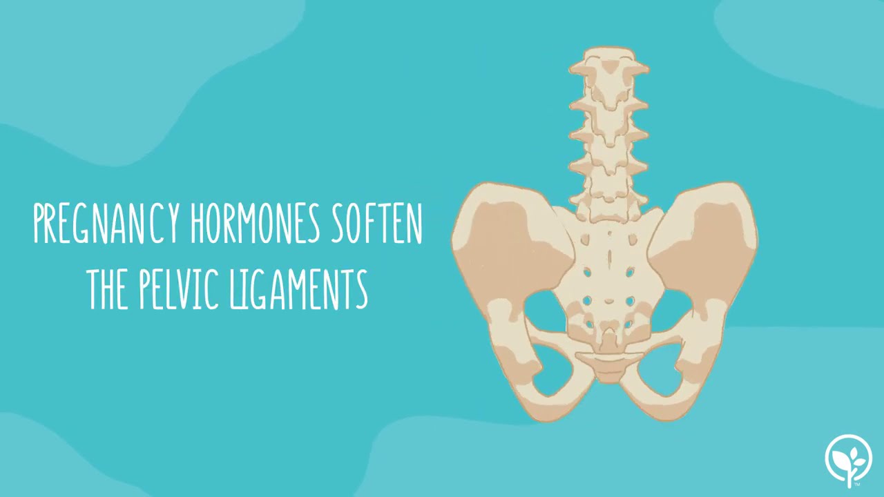 How pregnancy changes your pelvis