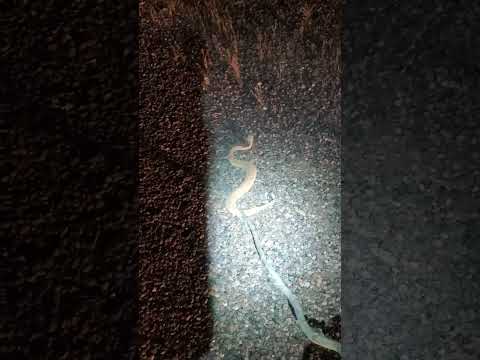 Rattling Sidewinder! #rattlesnake #sidewinder #wildlife #desertlife