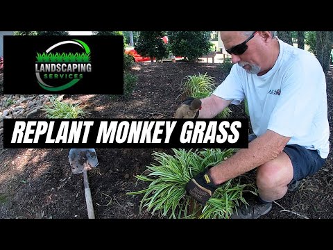 HOW TO SPLIT LIRIOPE