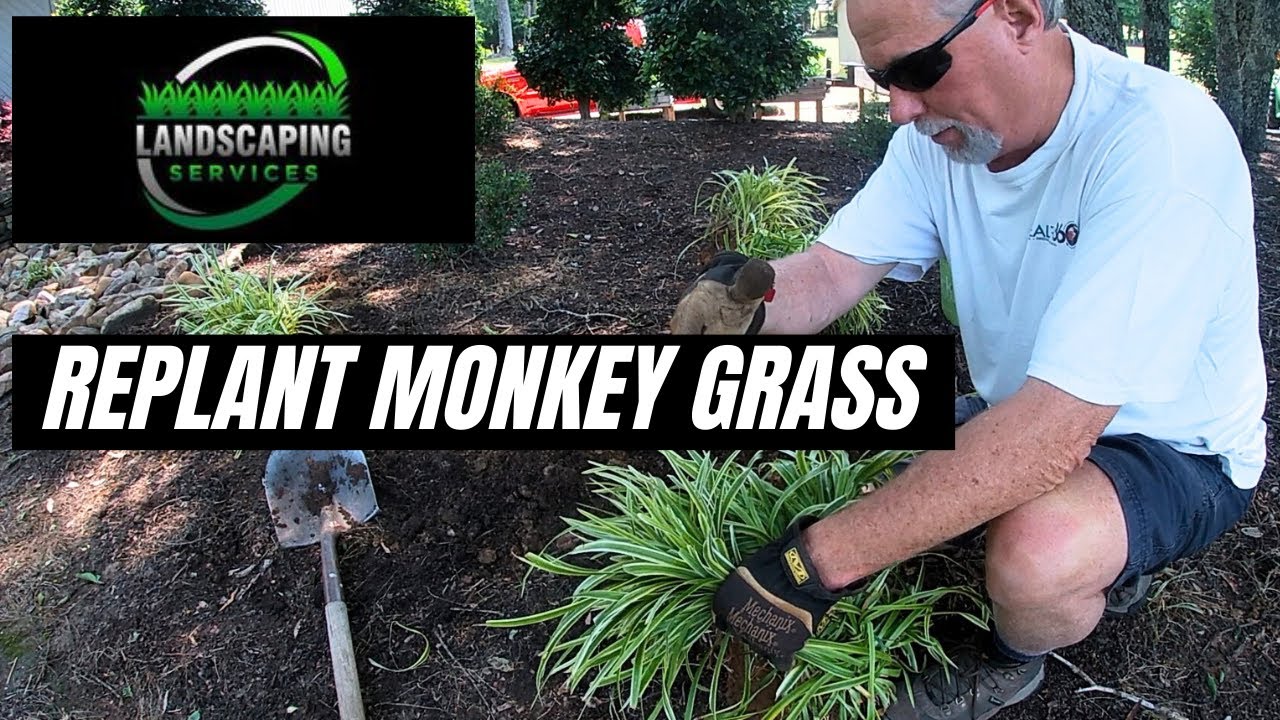HOW TO SPLIT LIRIOPE