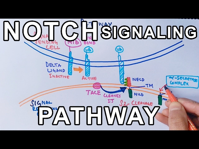 Understanding the Notch Signaling Pathway: Mechanisms and Functions ...