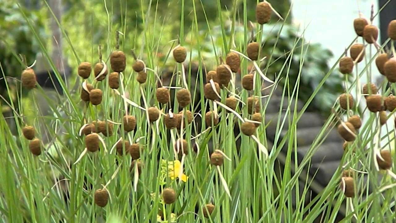 Typha minima