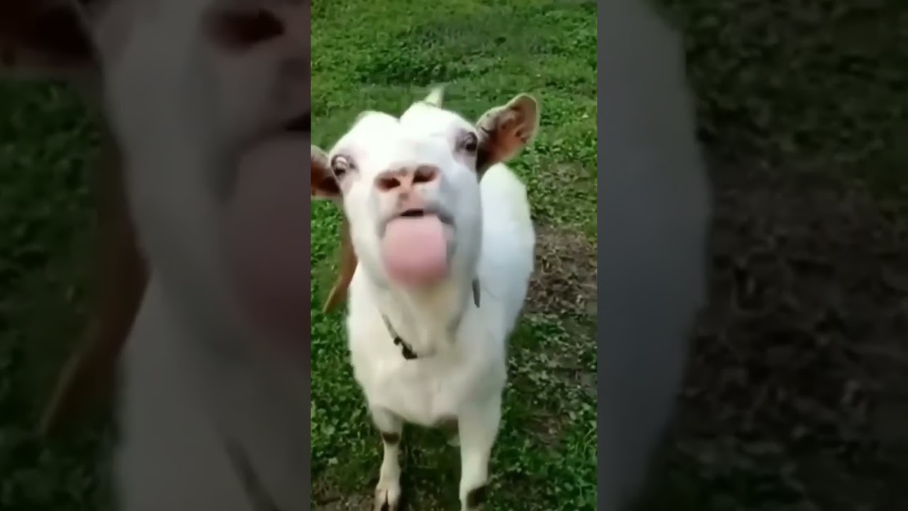 cute funny #trending #jabin #shorts #short #anime