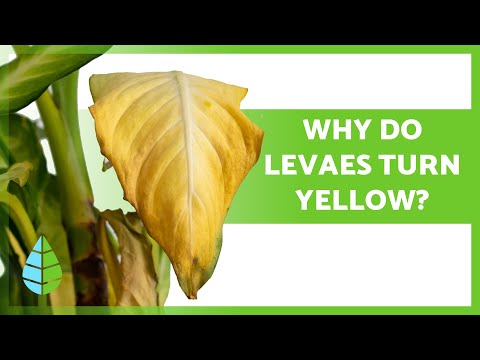 YELLOW LEAVES on PLANTS 🍃 (8 Causes and Remedies ✅)