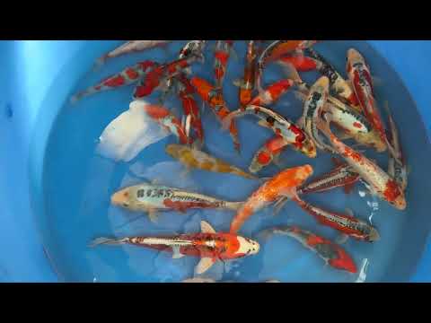 202506 SP B852 Ikarashi O Tosai Selected Tateshita Mix 17 23 cm WYSIWYG
