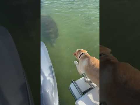 This manatee seemed to like Otis in spite of getting barked at when they first met.