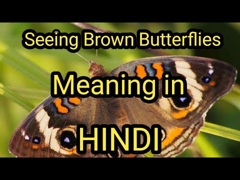 🦋Seeing Brown Butterflies again and again meaning in hindi😍