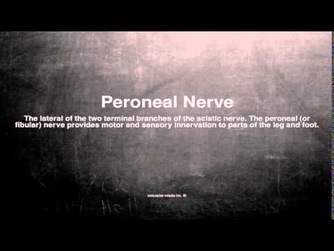 Medical vocabulary: What does Peroneal Nerve mean