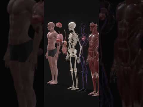 Introduction to integumentary system