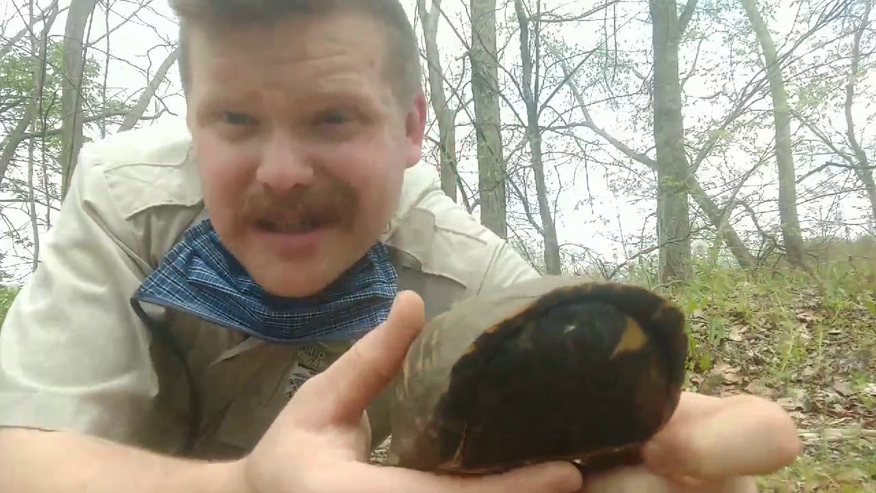 Ohio's Eastern Box Turtle