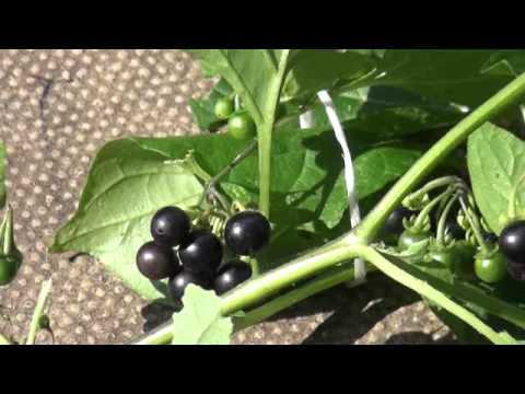 Deadly nightshade Atropa belladonna