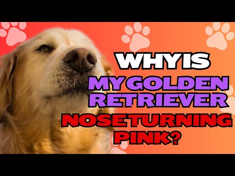 Why Is My Golden Retriever's Nose Turning Pink?
