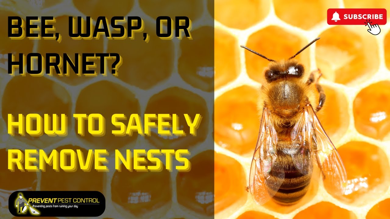 Bee, Wasp, or Hornet: How to Identify and Safely Remove Nests