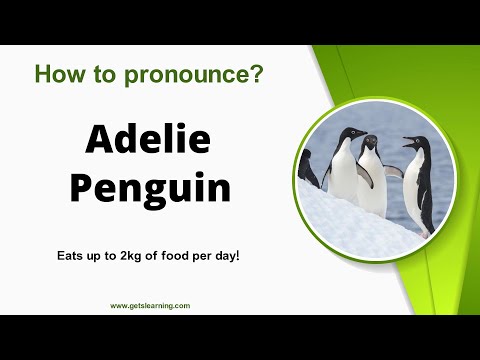 How to pronounce (Adelie Penguin) Correctly in English