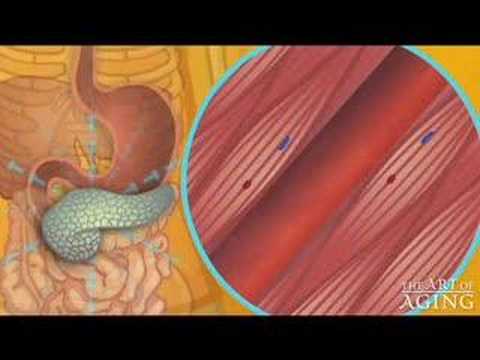 Hormone Series – Insulin – Lehman's Fitness