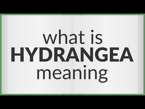 Hydrangea | meaning of Hydrangea