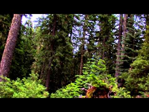 Bigfoot Sighting Hugo Oregon Jack Creek Road (Video) | Paranormal ...
