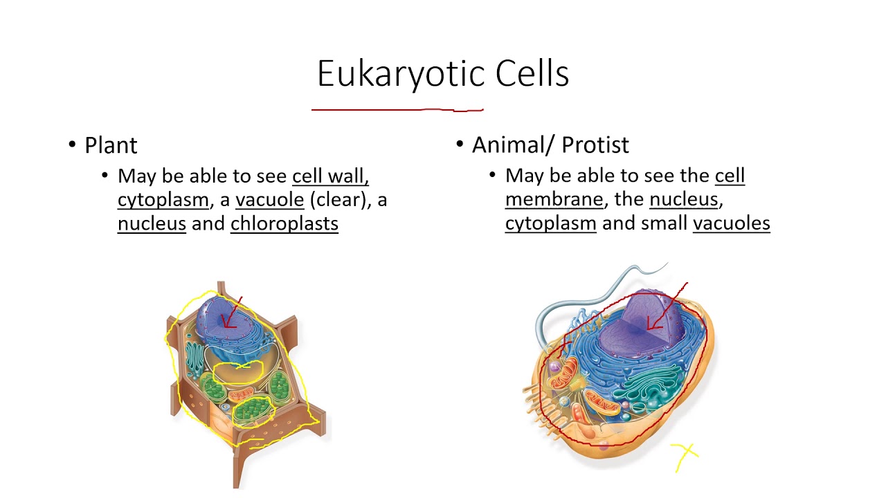 Lab 4: Cellular Structure & Diversity