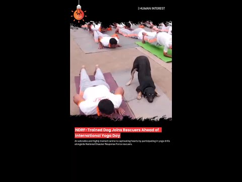 NDRF-Trained Dog Joins Rescuers Ahead of International Yoga Day