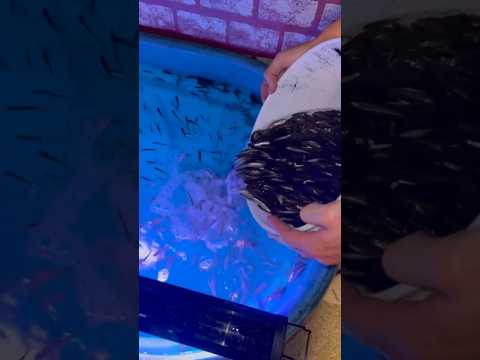 Adding THOUSANDS of Minnows into the TANK!