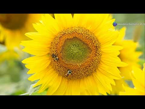 8 Plants That Attract Pollinators