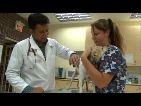 Caledon/Dufferin Shop Talk: Northpoint Veterinary Hospital