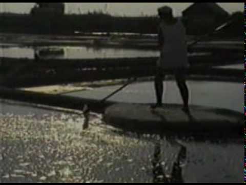What is Celtic Sea Salt®?