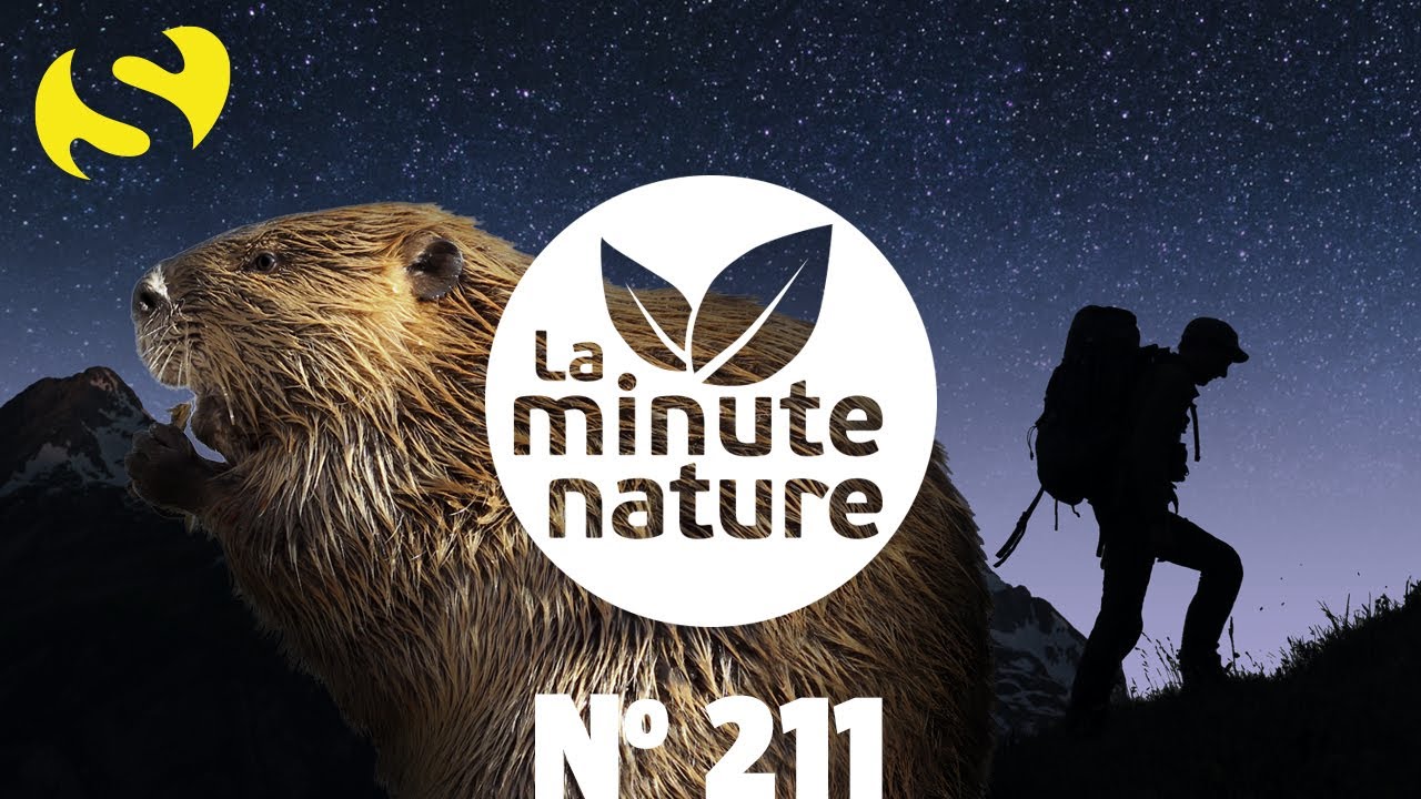 LE CASTOR A LA TV ! (No 211)
