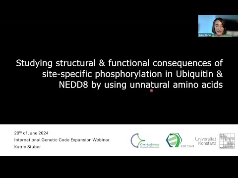 Studying structural & functional consequences of site-specific phos in Ubiquitin and NEDD8