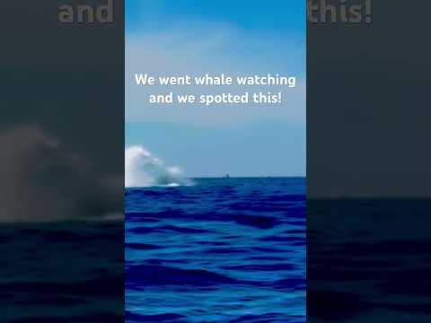 We went whale watching in Cabo Mexico and this is what we saw!! #whalewatching