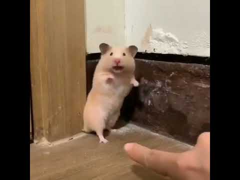 #Hamstermeme #memesof2021 #shorts Scared 🐹 hamster but its screaming.