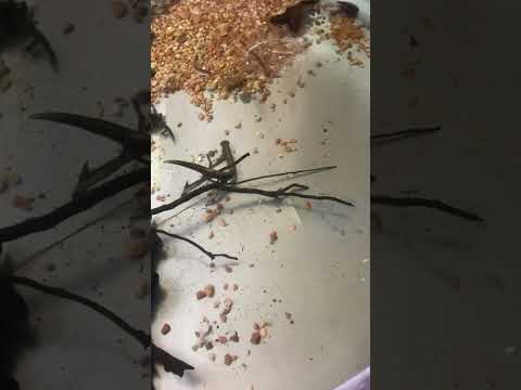 Small bass eats minnow. #fish #feeding #minnow #pond