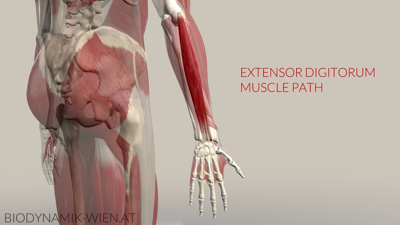 Extensor Digitorum Longus: Musclepath, Origin, Insertion (3D Animation)
