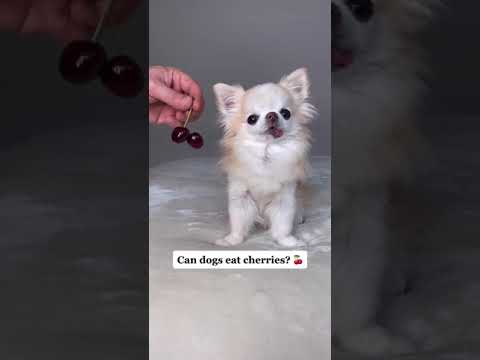Can Dogs Eat Cherries? By Chihuahua Cedric #shorts
