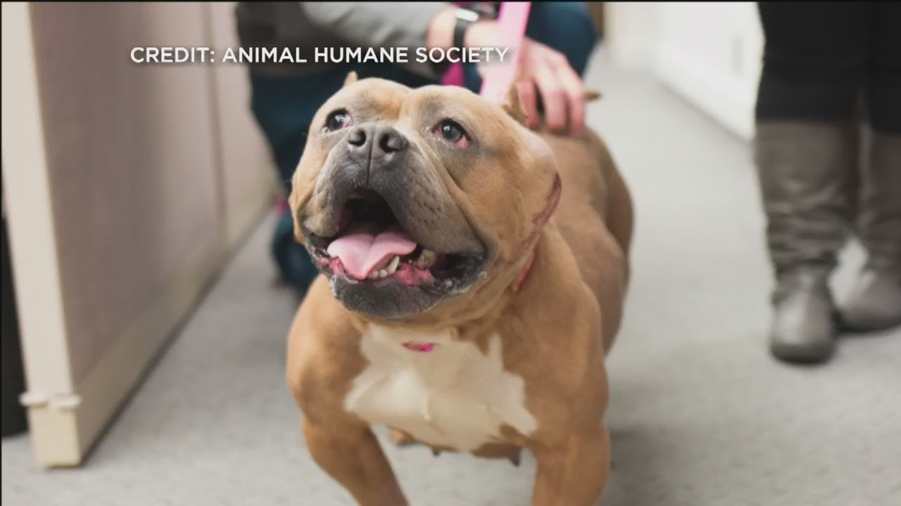 Help The Animal Humane Society Help Dogs Like Petunia